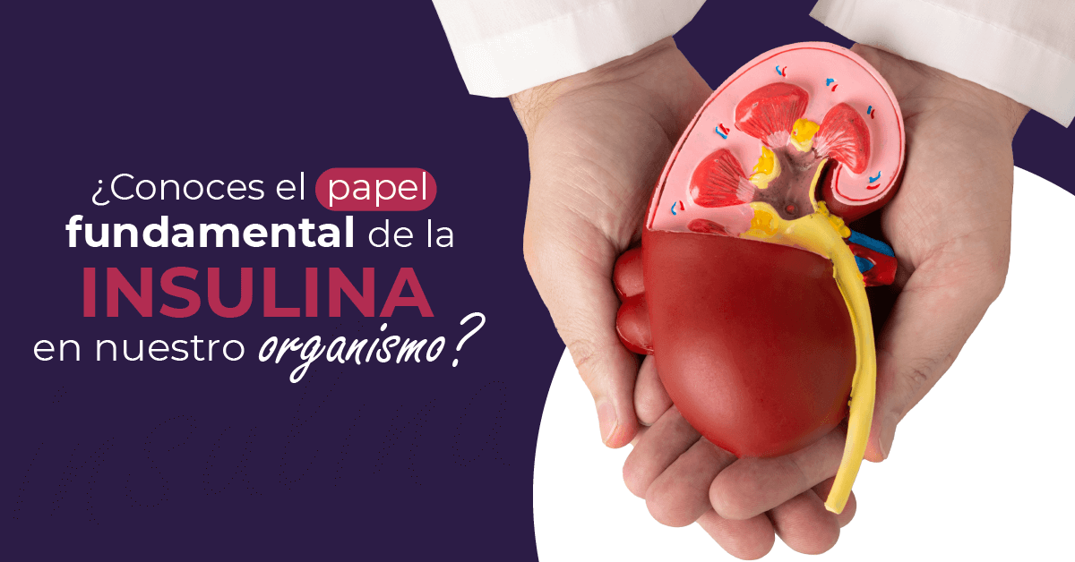 ¿Conoces el papel fundamental de la insulina basal en nuestro organismo ...